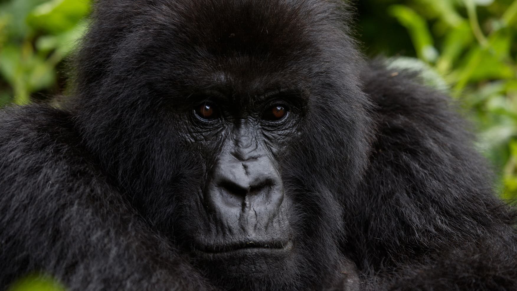 Rwanda - Based On A True Story - Based On A True Story