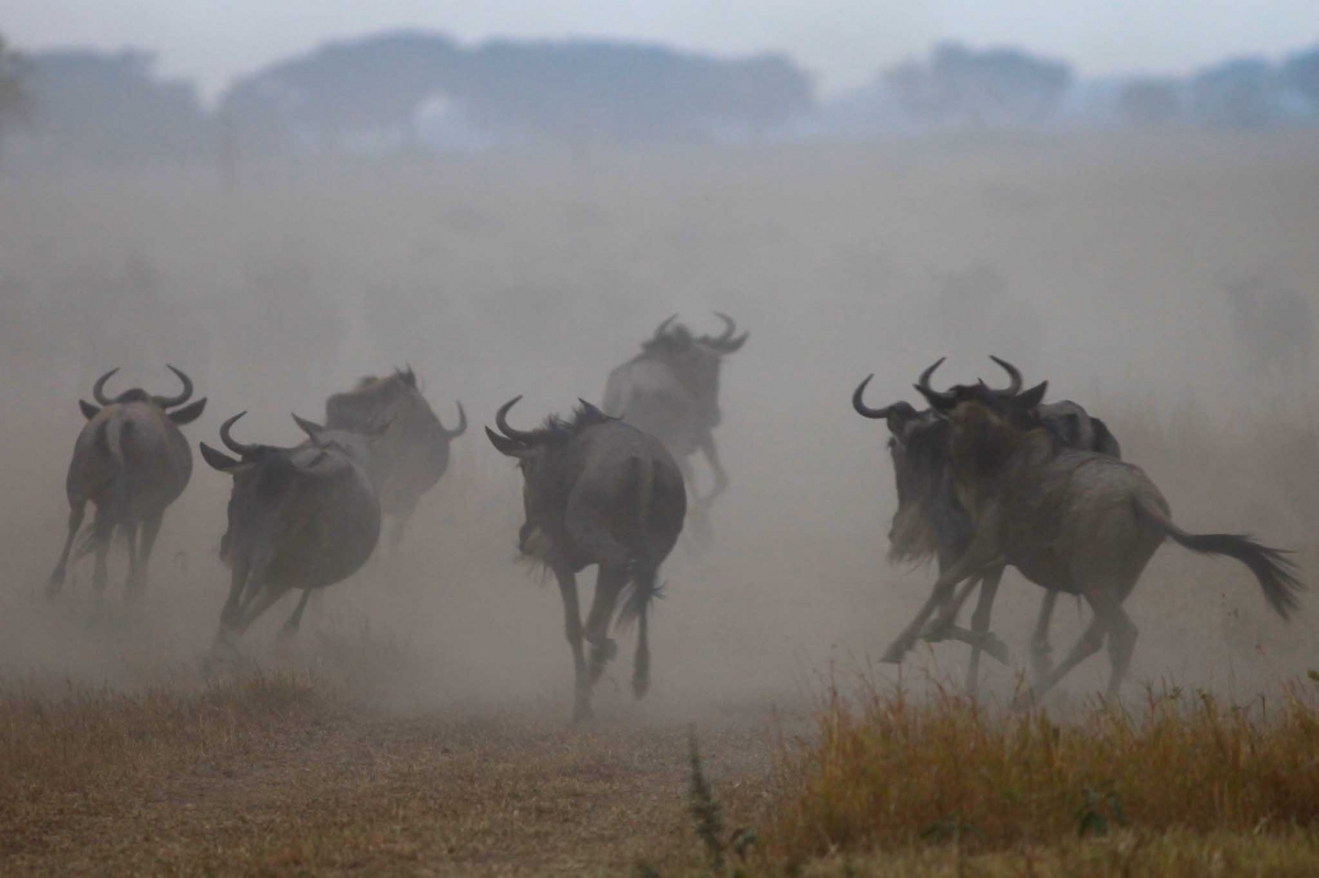 A Classic East African Safari - Based On A True Story - Based On A True ...